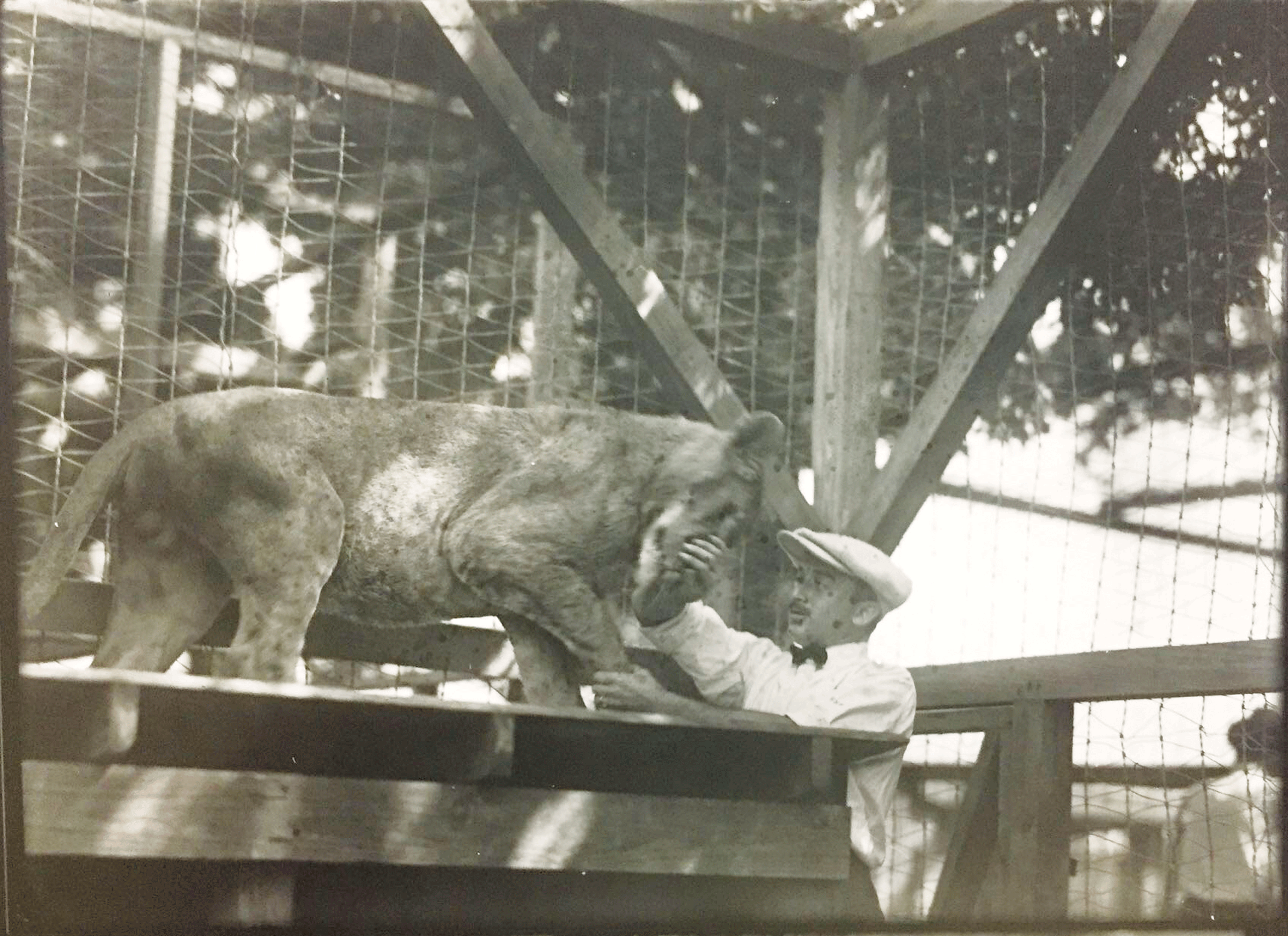 When lions roared on campus: Bizzell’s passion briefly brought a zoo to ...