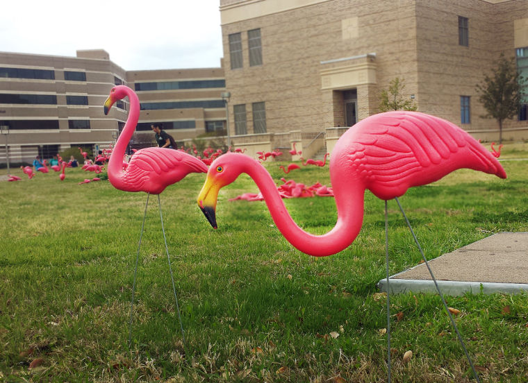 Aggie Horticulture brings back 'Flamingo Flocking' for April Fools' Day ...