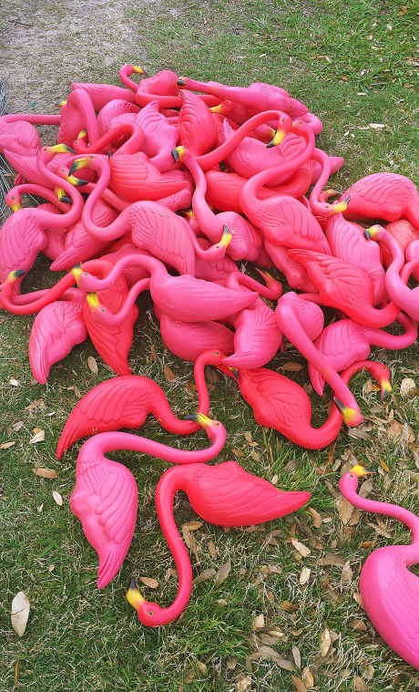 Aggie Horticulture brings back 'Flamingo Flocking' for April Fools' Day ...