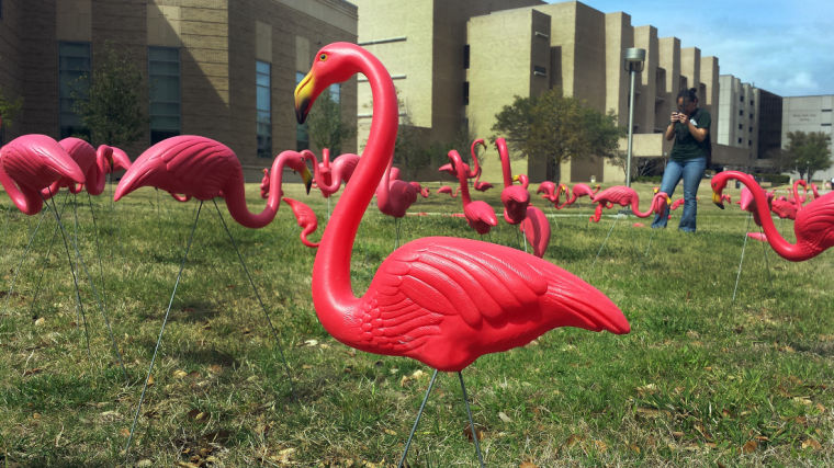 Aggie Horticulture brings back 'Flamingo Flocking' for April Fools' Day ...