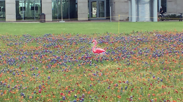 Aggie Horticulture brings back 'Flamingo Flocking' for April Fools' Day ...