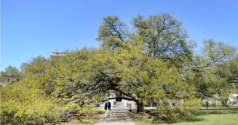 century tree proposal