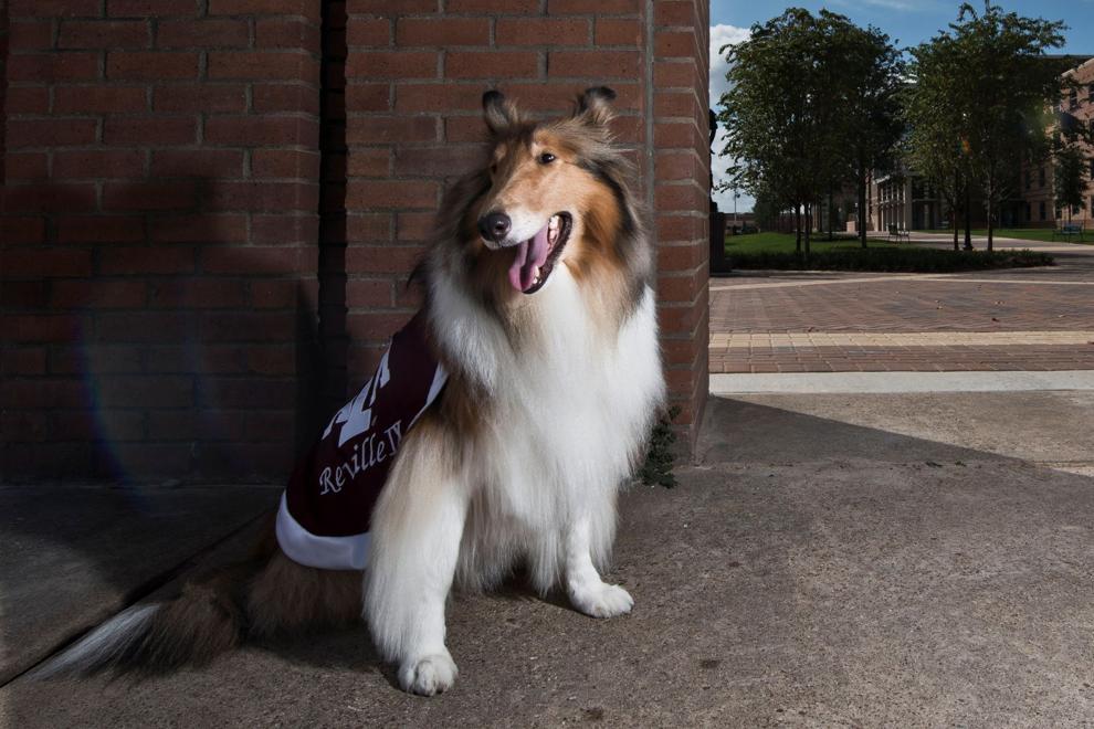 How a stray dog became Reveille, the First Lady of Aggieland | Reveille ...