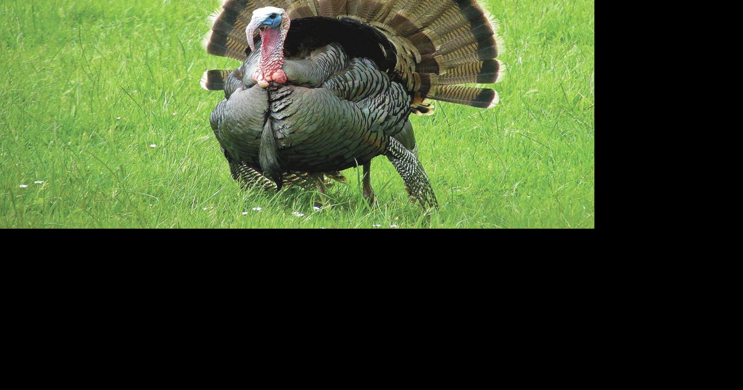 Wild turkey season opens in NC on April 2 | Local News | mydailyrecord.com