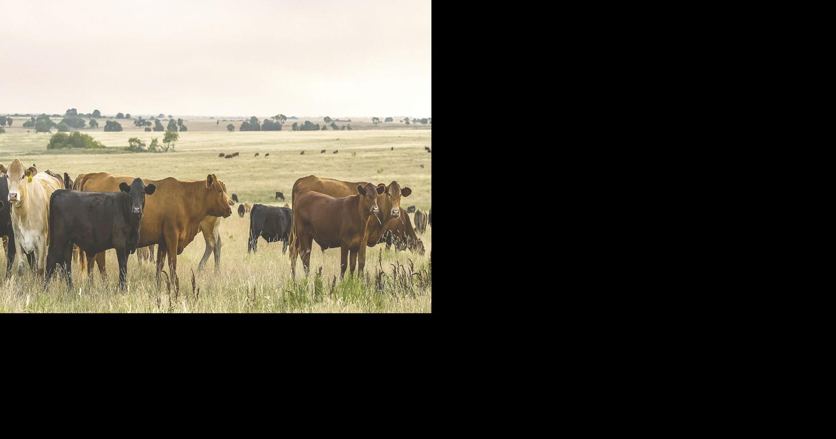 Extension Center giving tours of Sampson beef farms | News ...