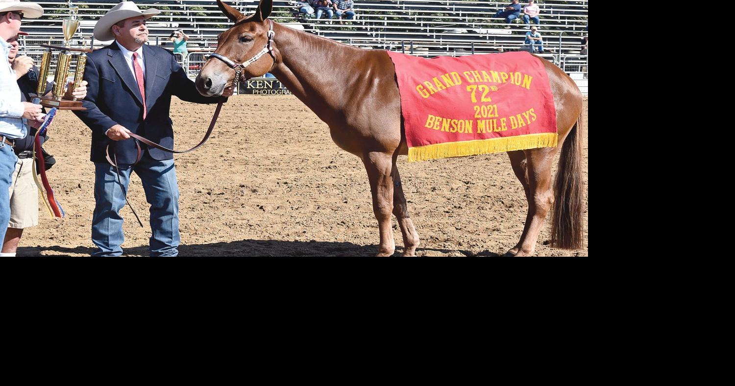 It’s time for Benson’s Mule Days | Arts & Entertainment | mydailyrecord.com