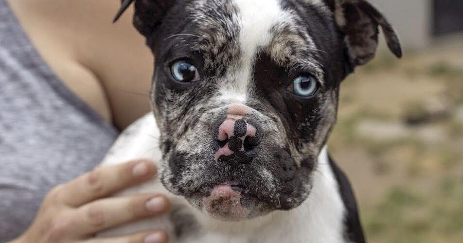 Rescued dogs up for adoption, ‘doing well’ | News | mydailyrecord.com