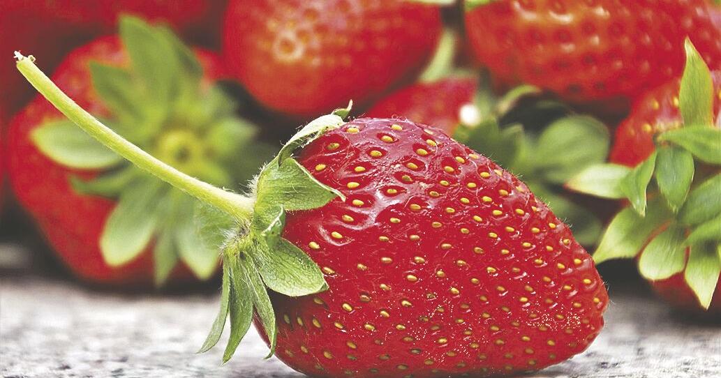 Strawberry Jammin’ Festival set for May 11-13 | Arts & Entertainment ...