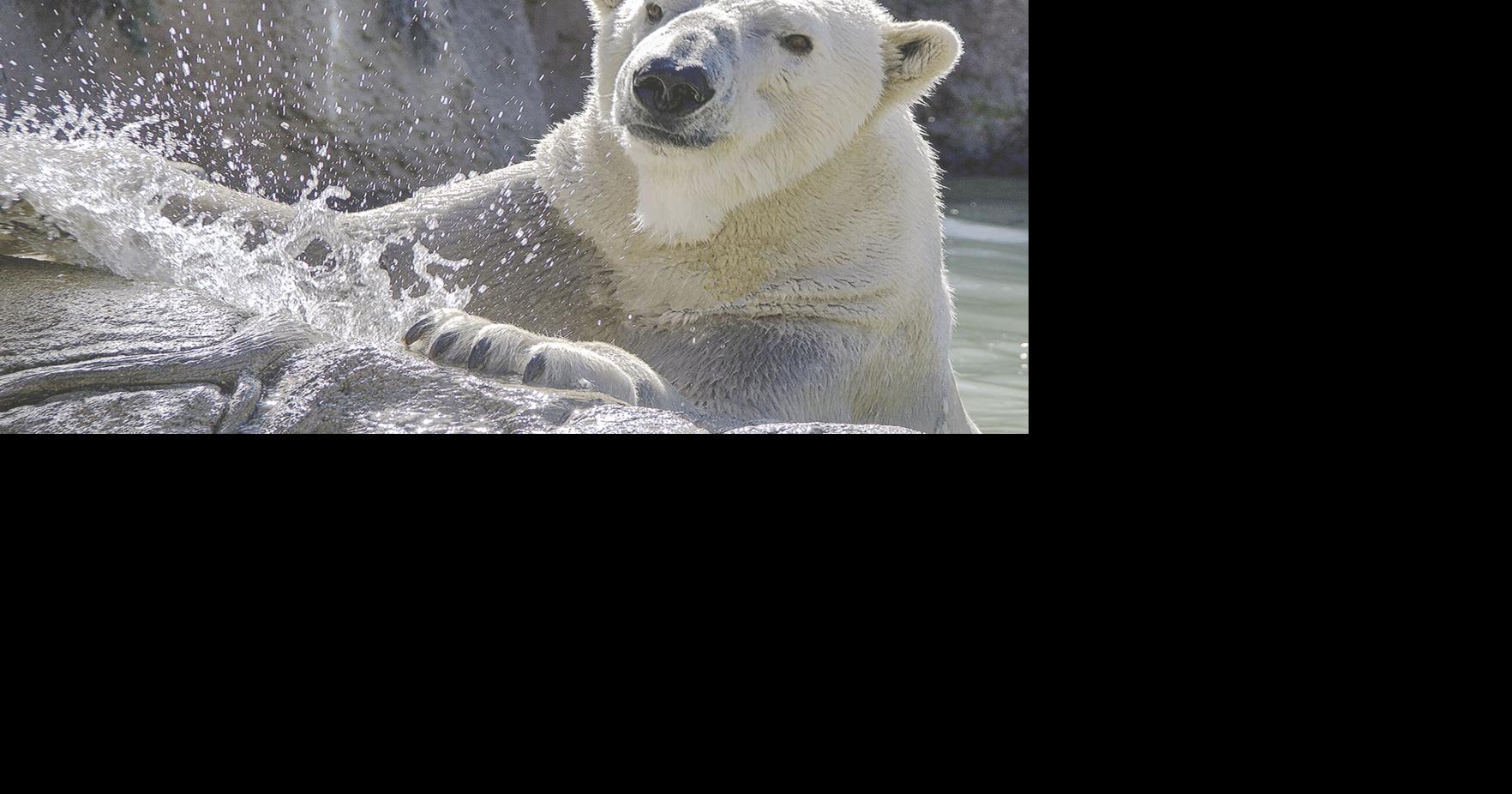North Carolina Zoo mourns the loss of polar bear Payton | News ...