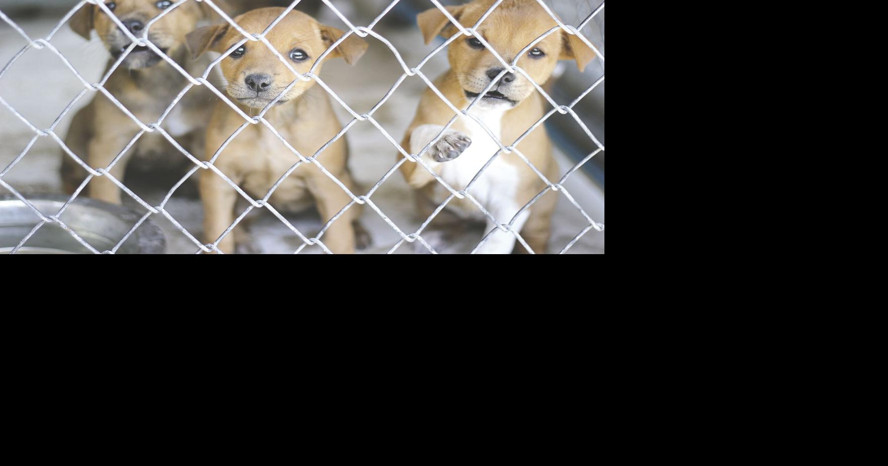 Animal Services announces temporary dog quarantine | News ...