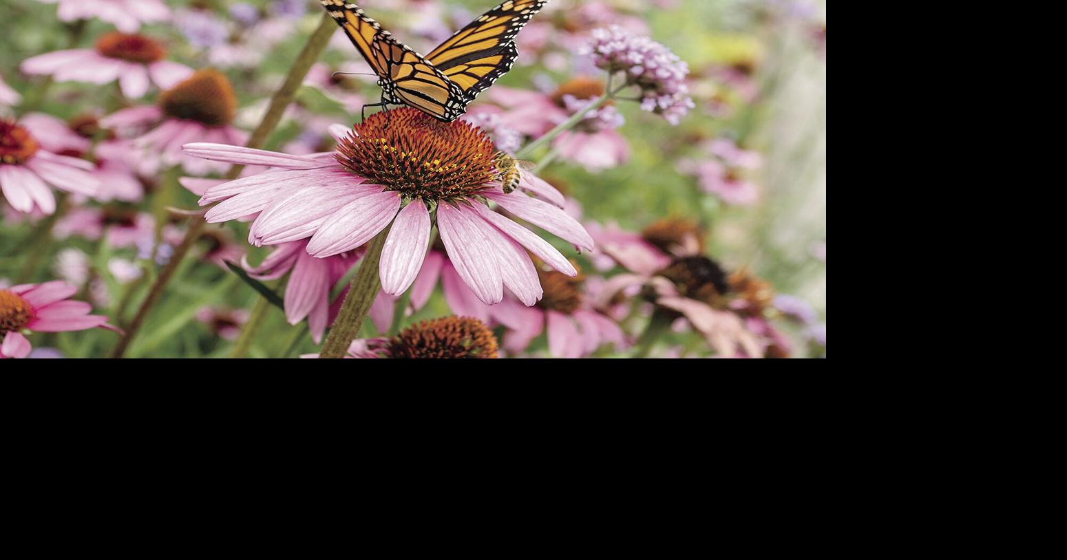 Library’s pollinator garden takes root | Announcements | mydailyrecord.com
