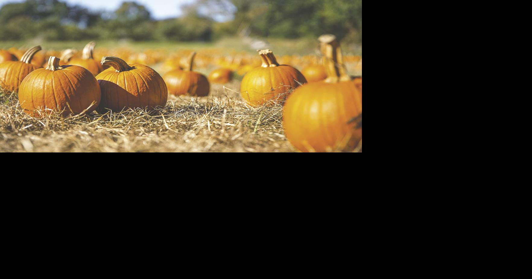 Harvest Festival Thursday at Farmers Market | News | mydailyrecord.com