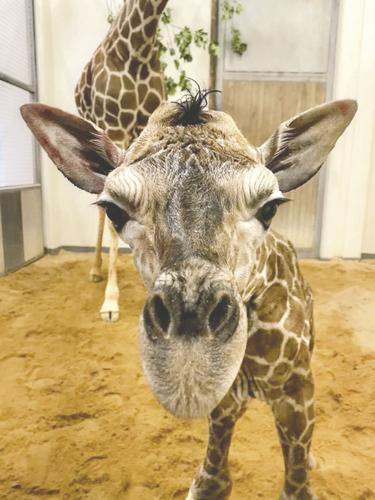 NC Zoo welcomes 145-pound calf | Arts & Entertainment | mydailyrecord.com