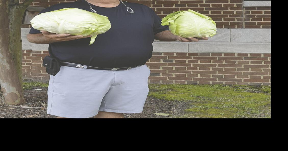 Some big cabbages! | News | mydailyrecord.com
