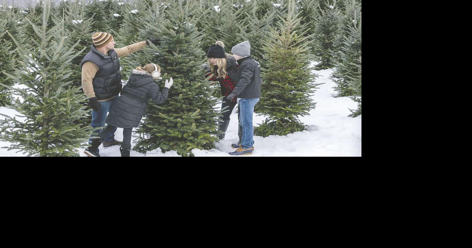 In search of the perfect Christmas tree | News | mydailyrecord.com