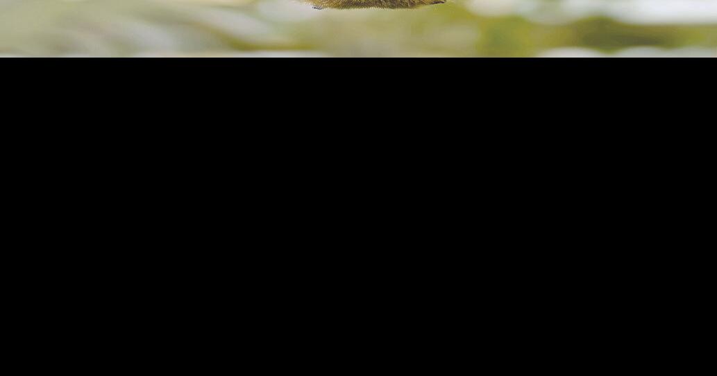 Homeowners should prepare for bat roosting season now | News ...