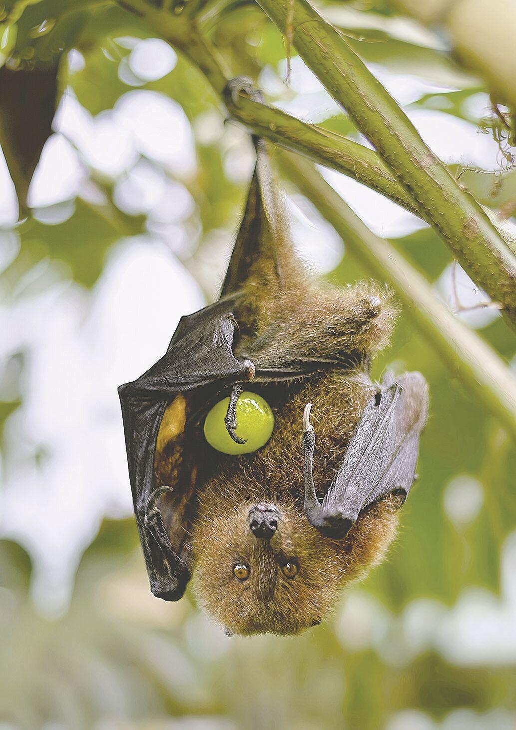 Homeowners should prepare for bat roosting season now | News ...