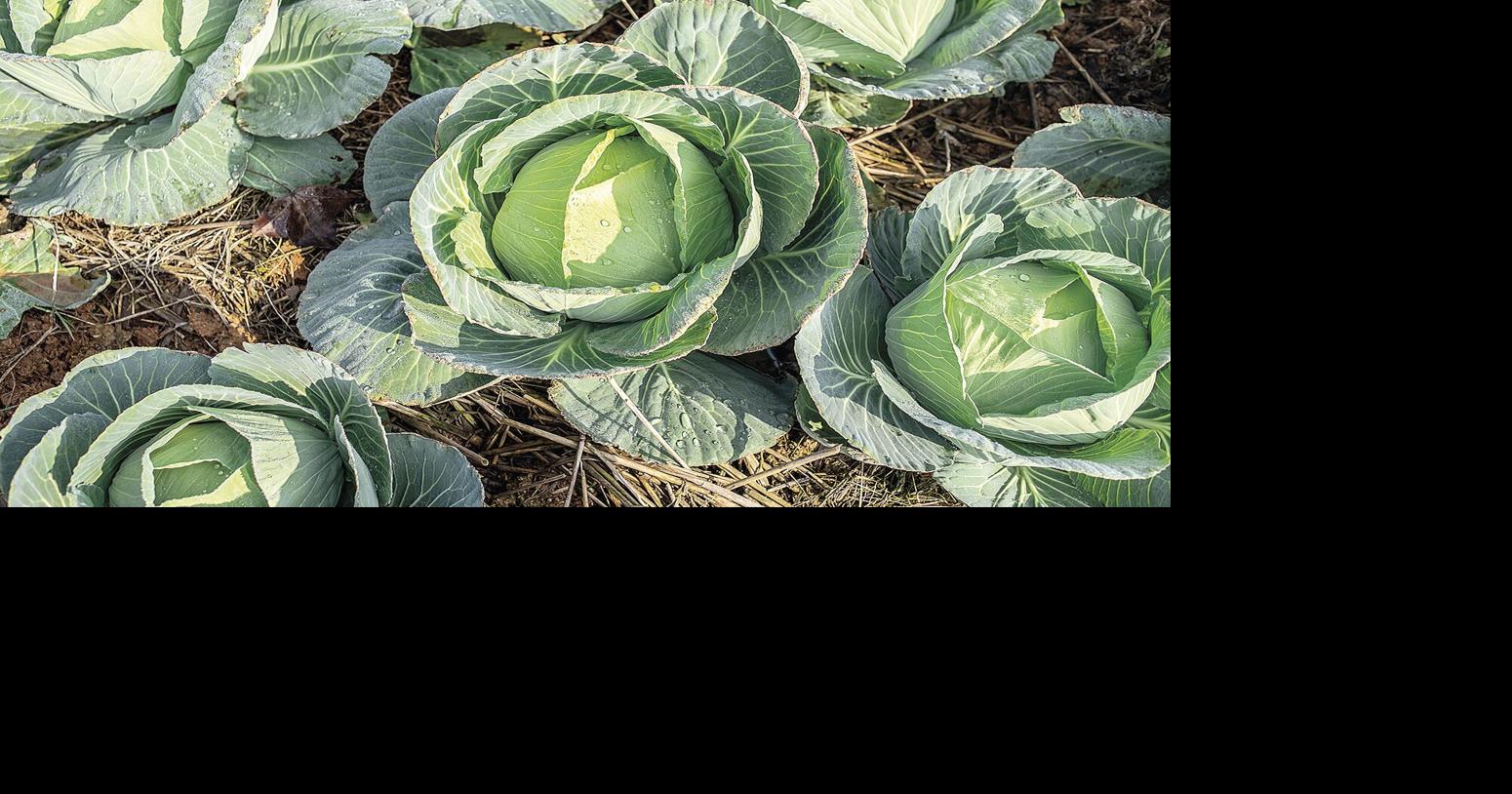 New grower’s group forming in Harnett County | News | mydailyrecord.com