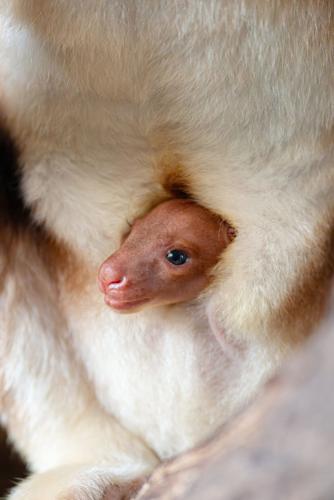 Tiny ‘pouch-cam’ gives rare glimpse of newly born kangaroo joey ...