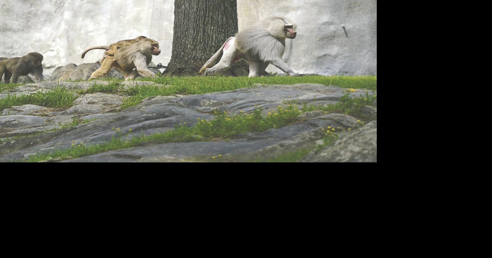 Baboon habitat is reopens after renovations | Arts & Entertainment ...