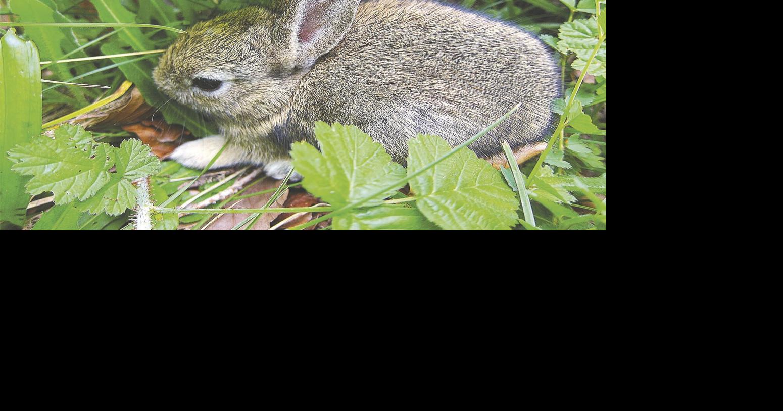 Four wildlife encounters to prepare for now that spring has sprung ...