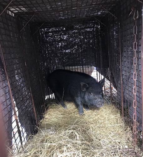 Divine intervention plays a part in pig's capture | Spotlight ...