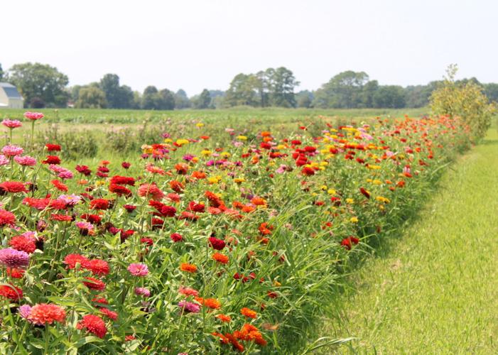 Farm family brings Emily’s Produce 'full circle' in its 25th year ...