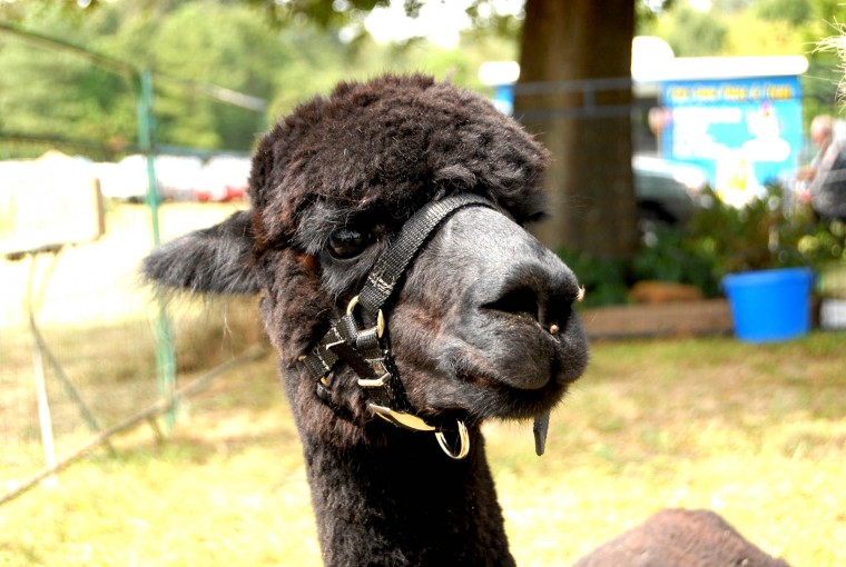 5th annual Alpaca Festival set for this weekend | News ...
