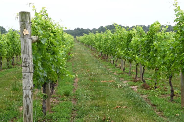 Governor's tour highlights Eastern Shore farms | News ...