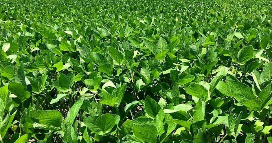 Centreville farmers win national award in Soybean Yield Contest ...