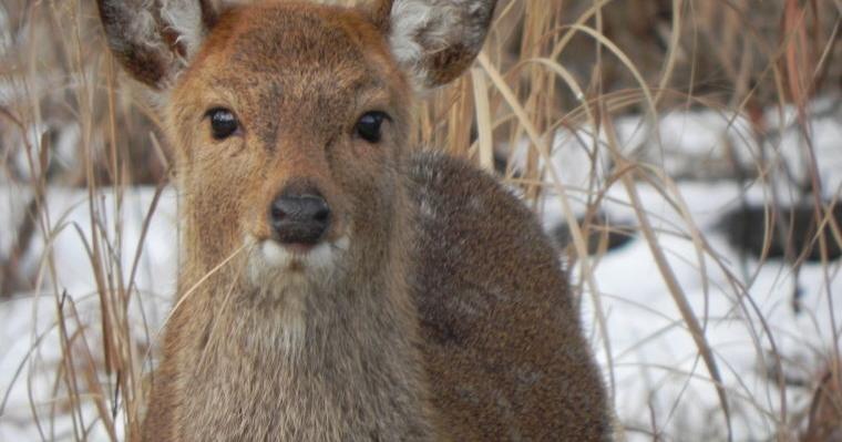 'Fascinating' sika deer thrive in Dorchester County but cause concerns ...