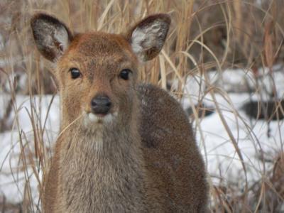 sika deer