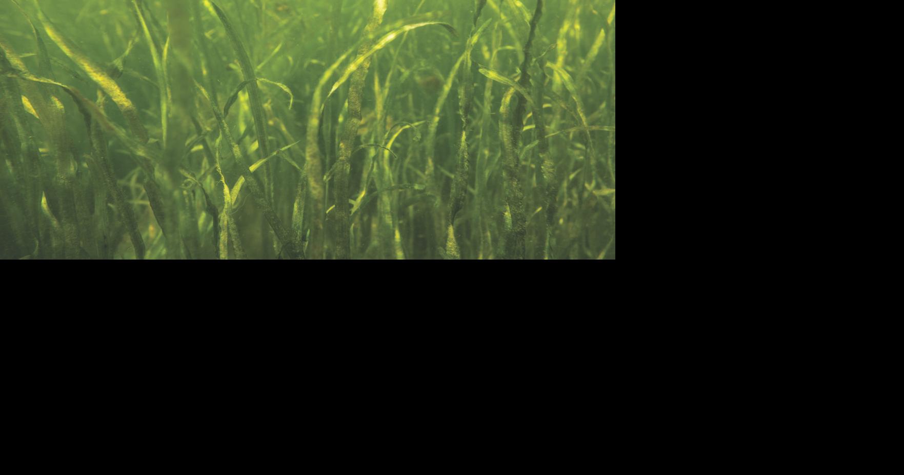 Bay grasses still abundant after record rainfall | News ...