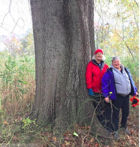 Four state champion trees found in county | Spotlight ...