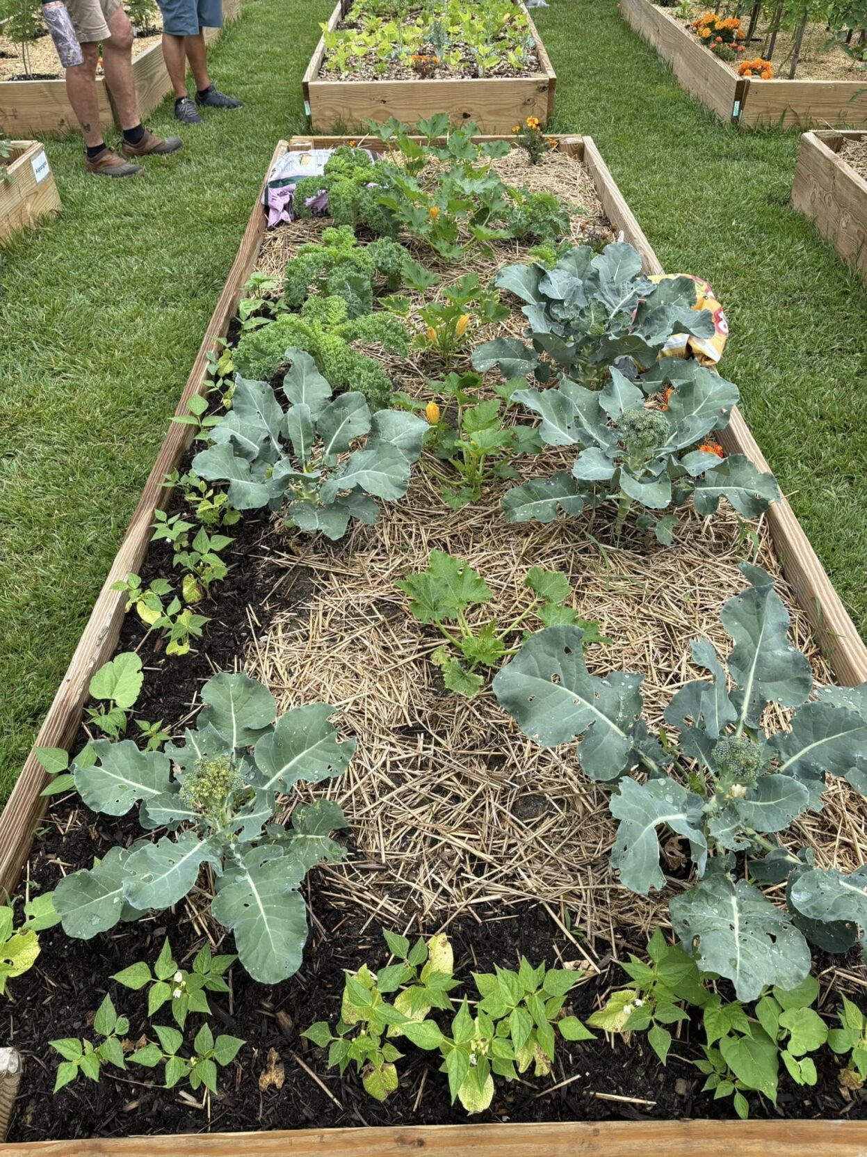 Growing green: Kent Island Community Garden celebrates open house ...