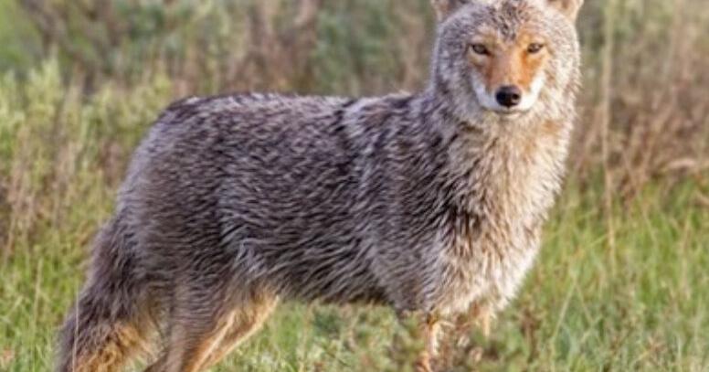 Coyotes on the Shore — the native and the newcomer | Opinion ...