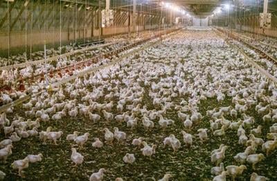 Delmarva Chicken Association discusses industry challenges, priorities ...