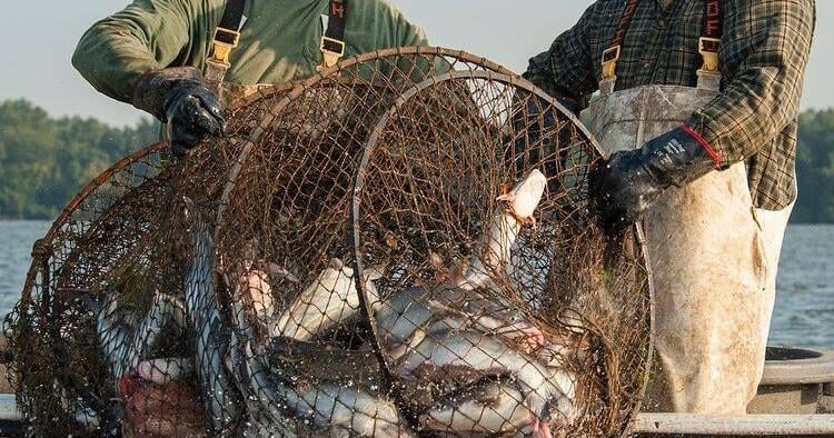 Maryland Catfish Trail hopes to control invasive species | News ...