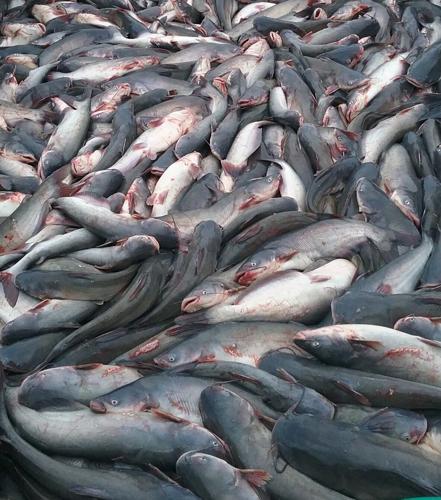 Maryland Catfish Trail hopes to control invasive species | News ...