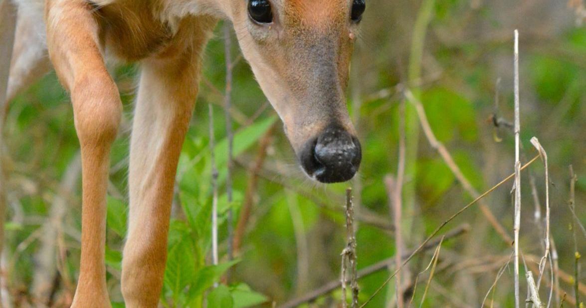 Eastern Neck NWR Deer Hunt Permits available beginning Aug.14 | News ...