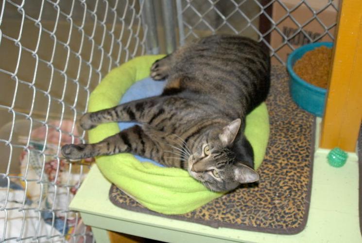 Pet of the week — Gadzookie | News | myeasternshoremd.com