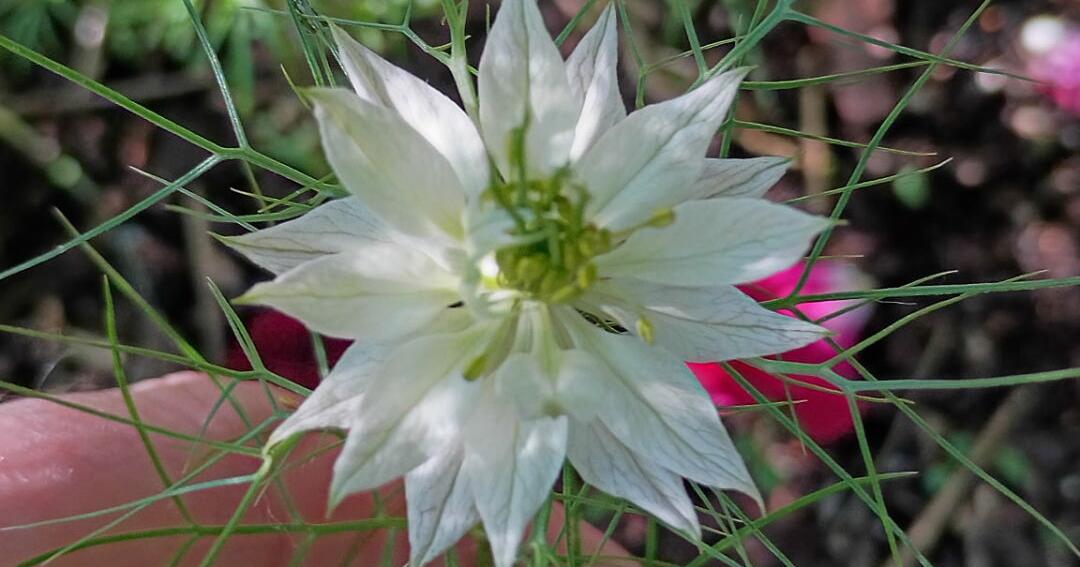 In bloom | Community | myeasternshoremd.com