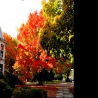 Autumn colors in the Caroline countryside | Featured | myeasternshoremd.com