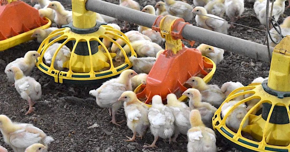 Delmarva’s ‘Chicken GDP’ hits $5 billion mark | News | myeasternshoremd.com