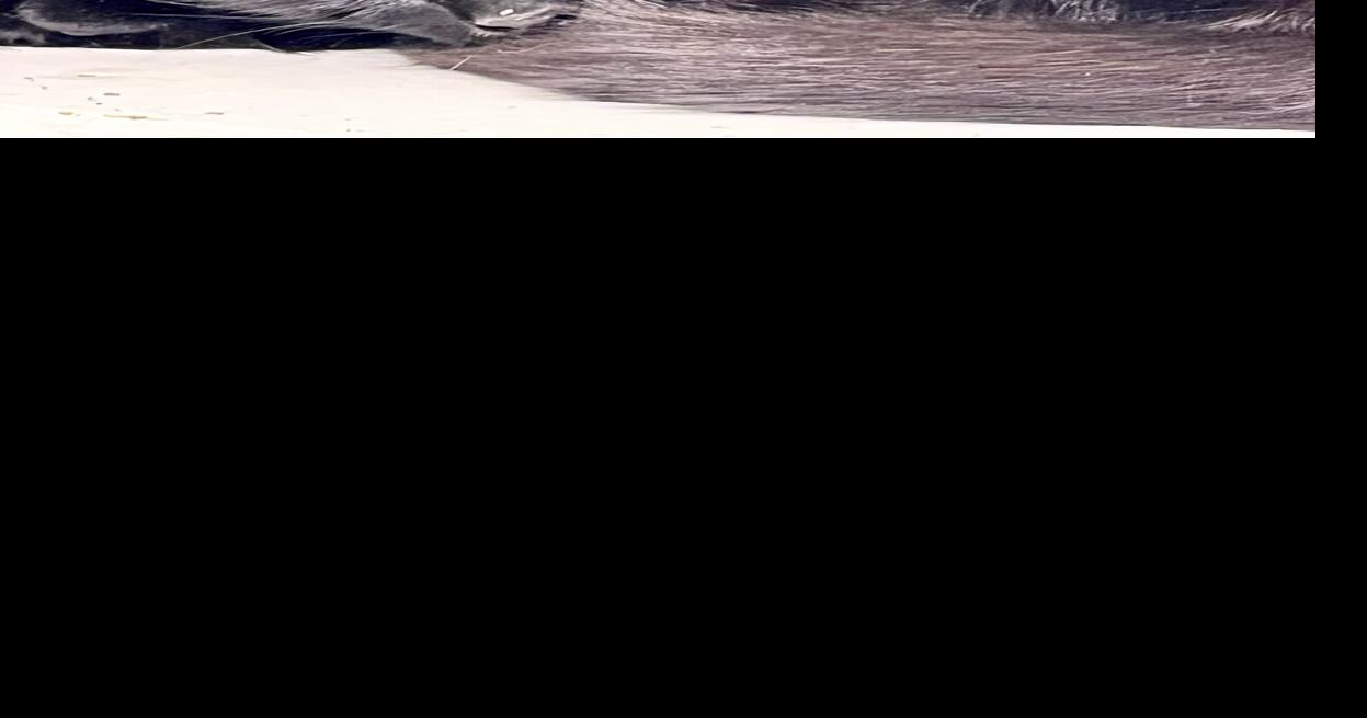 Pets of the Week | Community | myeasternshoremd.com