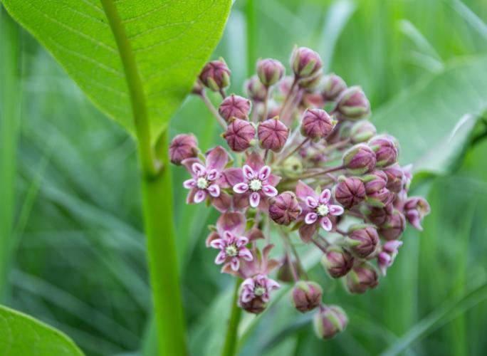 The importance of planting native | Columns | myeasternshoremd.com