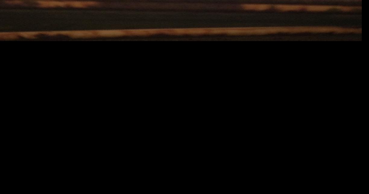 Rare birds visiting Kent | Kent County | myeasternshoremd.com