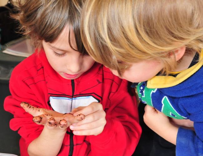 Workshop promotes worms' use in composting | News Archive ...