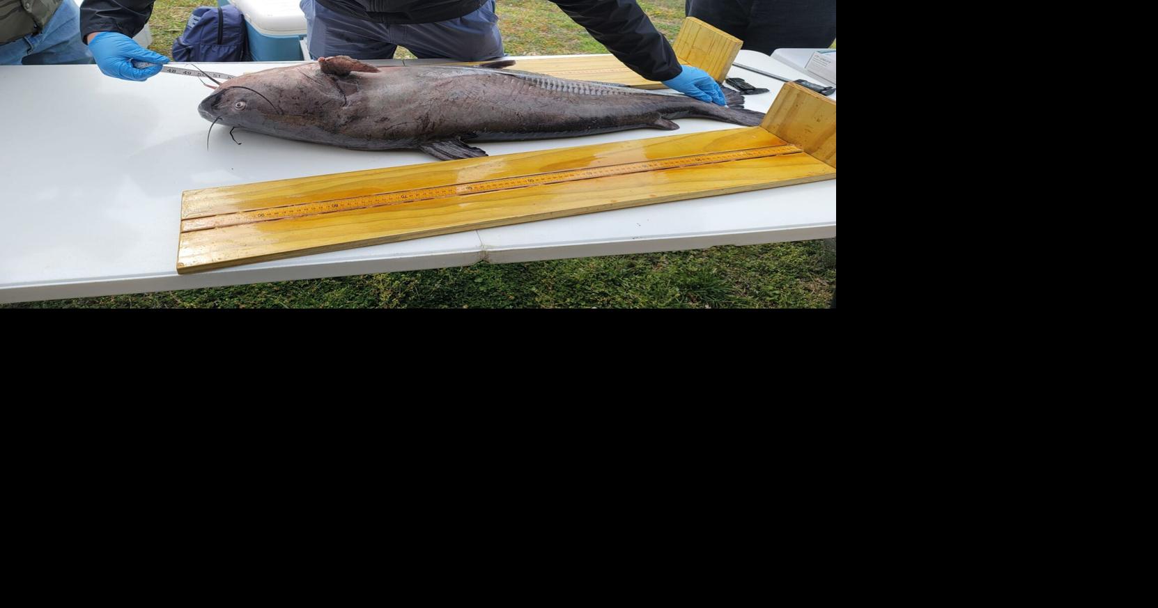 Blue catfish solution: 'Just eat it' | Environment | myeasternshoremd.com