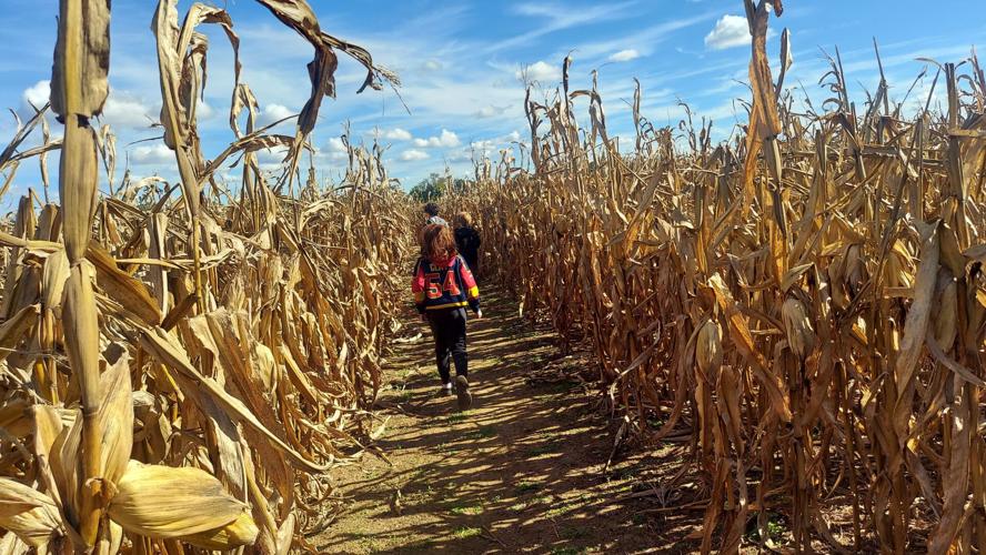 Crab-shaped corn maze offers fun for families | Community ...